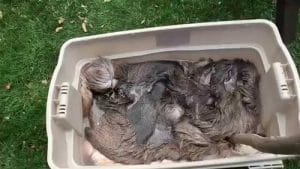 How to Tan a Deer Hide? DIY The Easy Way