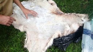 How to Tan a Deer Hide? DIY The Easy Way