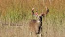 Does It Hurt When Deer Shed Their Antlers or Velvet? | Outdoor Empire