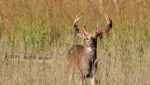 Does It Hurt When Deer Shed Their Antlers or Velvet? | Outdoor Empire