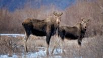 How Big Are Moose? Weight, Height, Length & World Record