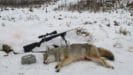 What Game Can You Hunt With a .308 Rifle? (List of Animals)