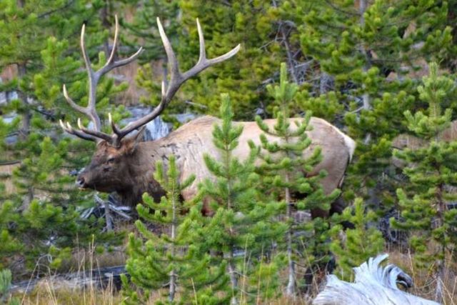 What Game Can You Hunt With a .308 Rifle? (List of Animals)