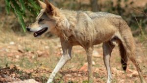 How Big Are Wolves: Variation, Record & Wolf Size Comparison