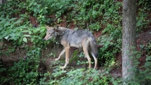 How Big Are Wolves: Variation, Record & Wolf Size Comparison