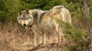 How Big Are Wolves: Variation, Record & Wolf Size Comparison