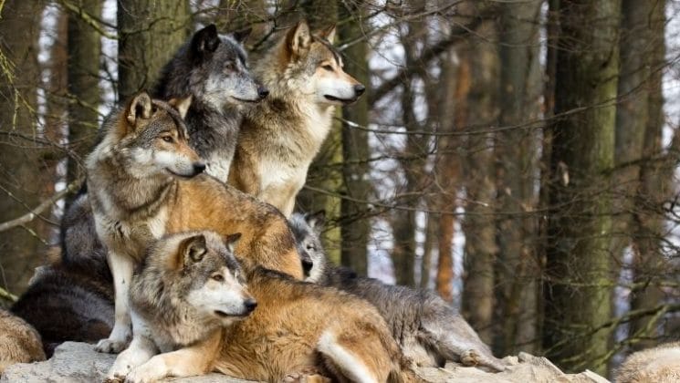 How Big Are Wolves: Variation, Record & Wolf Size Comparison