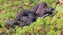 Bear Scat: What Bear Poop Looks Like, Crappy Facts & Pics | Outdoor ...