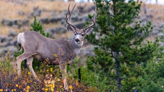 What Do Hunters Hunt? (Most Popular Game Animals in US) | Outdoor ...