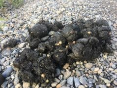 Bear Scat: What Bear Poop Looks Like, Crappy Facts & Pics | Outdoor ...