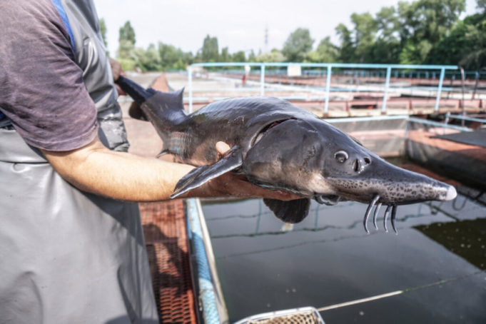 Where to Catch Sturgeon: Rivers, Lakes & Oceans by US Region