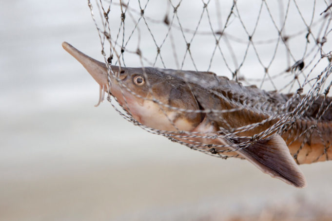 Where to Catch Sturgeon: Rivers, Lakes & Oceans by US Region