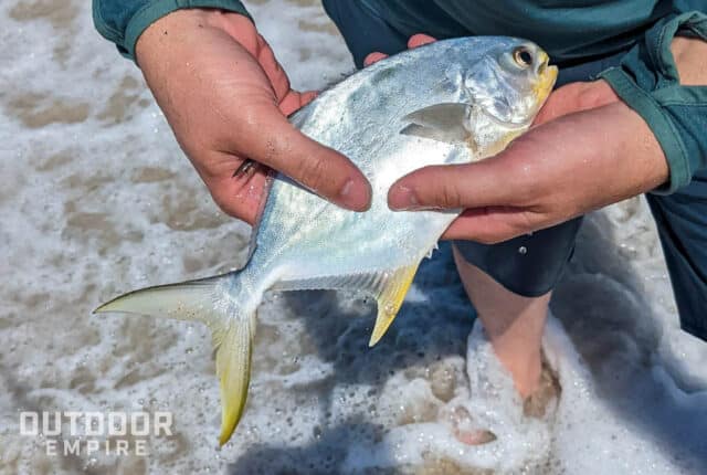Surf Fish Types by Region & the Best Bait to Catch Them