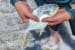 Surf Fish Types by Region & the Best Bait to Catch Them | Outdoor Empire