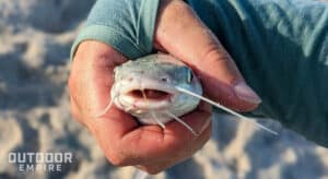 Surf Fish Types by Region & the Best Bait to Catch Them | Outdoor Empire