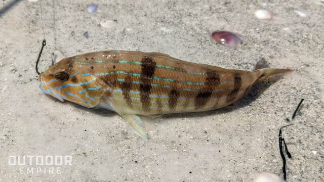 Surf Fish Types by Region & the Best Bait to Catch Them | Outdoor Empire
