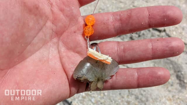 Surf Fish Types by Region & the Best Bait to Catch Them | Outdoor Empire