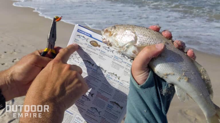 Surf Fish Types by Region & the Best Bait to Catch Them