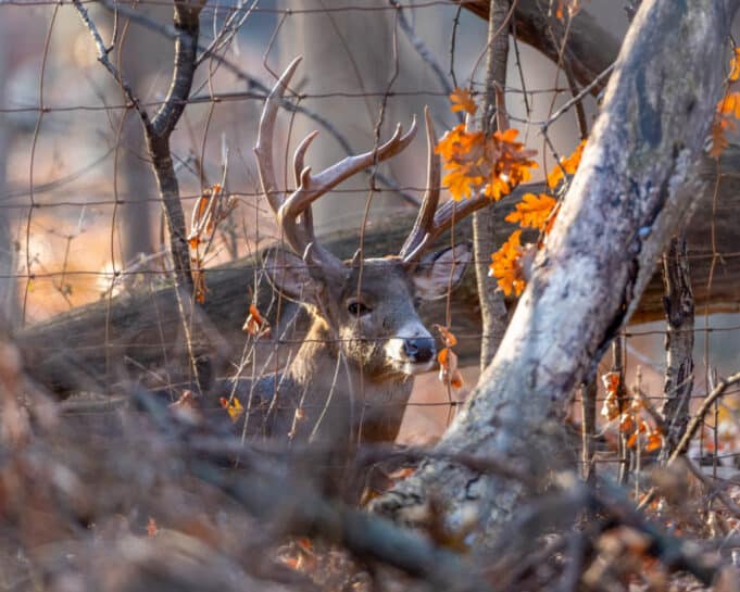 How to Make a Clean Shot While Hunting
