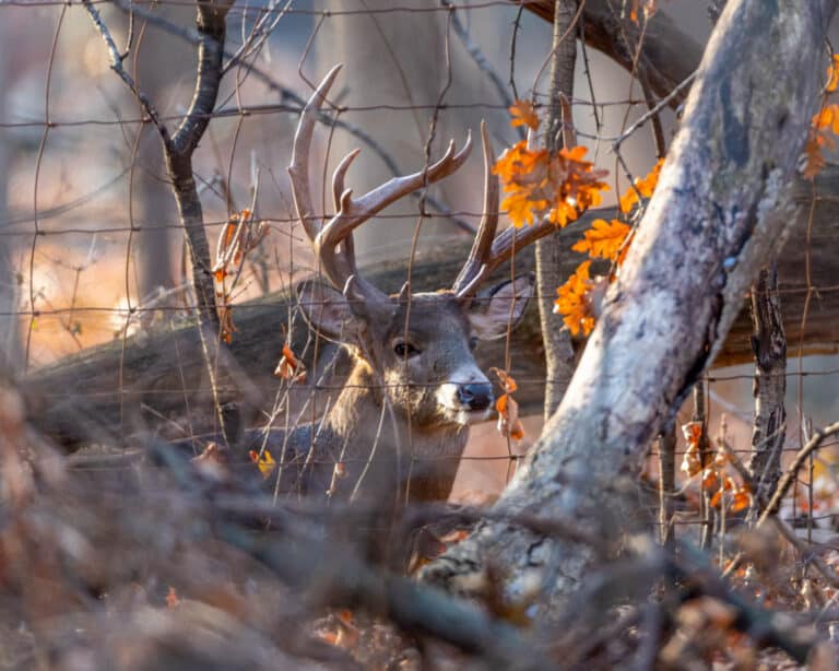 How to Make a Clean Shot While Hunting