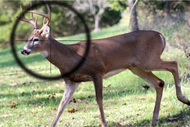 How to Make a Clean Shot While Hunting