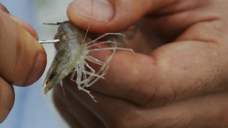 Best Bait for Sturgeon: A Pro Fishing Guide Weighs In