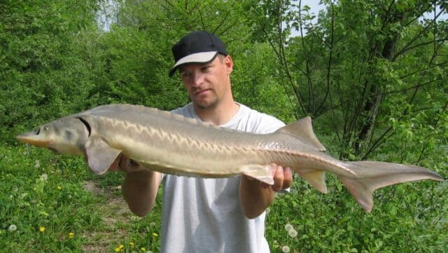 Best Bait for Sturgeon: A Pro Fishing Guide Weighs In