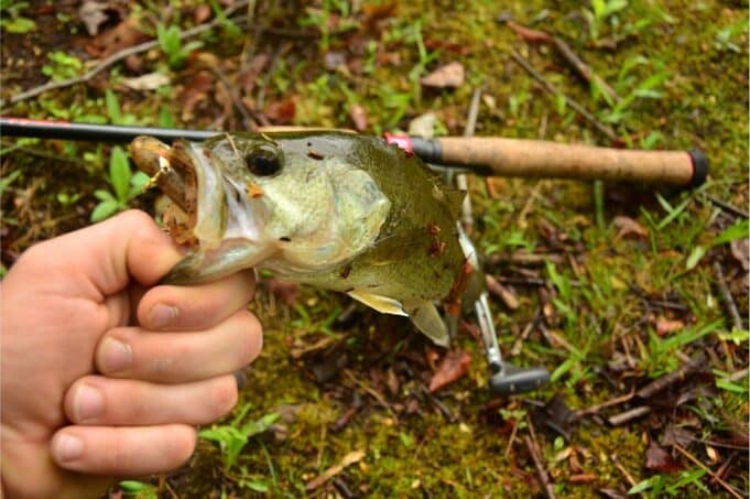 What Makes a Good Tube Fishing Rod (3 Best Tube Rods)