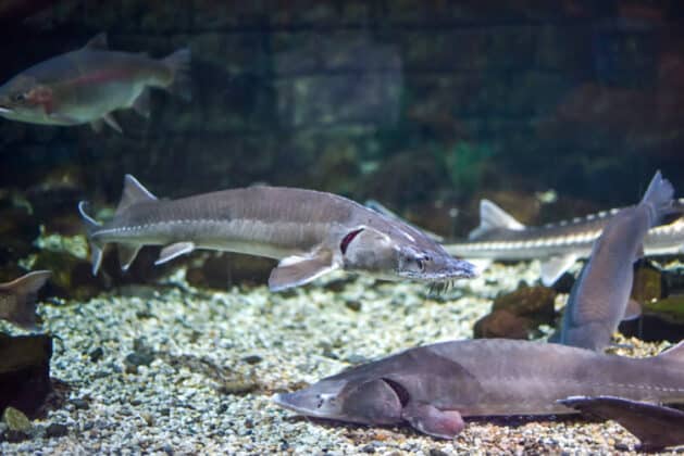 How to Fish for Sturgeon: A Complete Guide to a Huge Catch