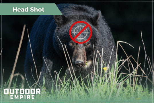 Where to Shoot a Black Bear: 6 Shot Placements with Graphics