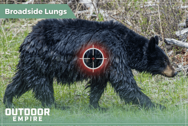 Where to Shoot a Black Bear: 6 Shot Placements with Graphics