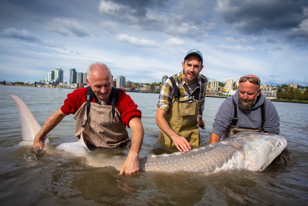 How to Fish for Sturgeon: A Complete Guide to a Huge Catch