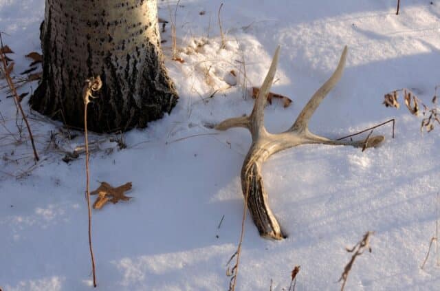 Best Places to Shed Hunt (Where to Look and Best States)