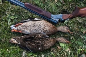 Shotgun Shot Size and Shells Explained (What to Use When)